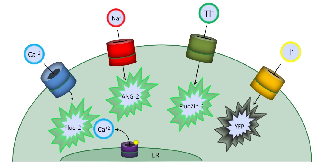 Ion Flux Assay for Ion Channel Screening - Creative Bioarray