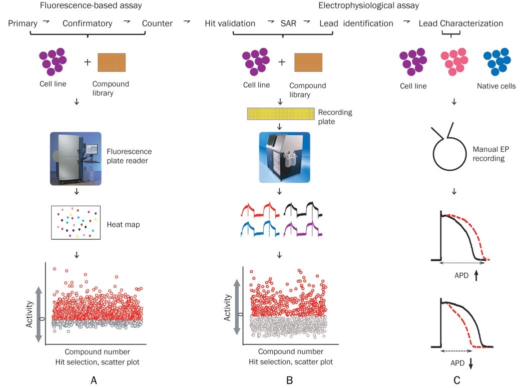 Fluorescence Assay for Ion Channel Screening - Creative Bioarray