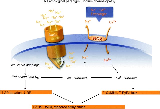 Sodium Channels - Creative Bioarray
