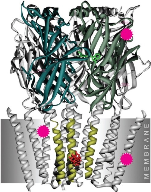 5-HT3 receptors - Creative Bioarray