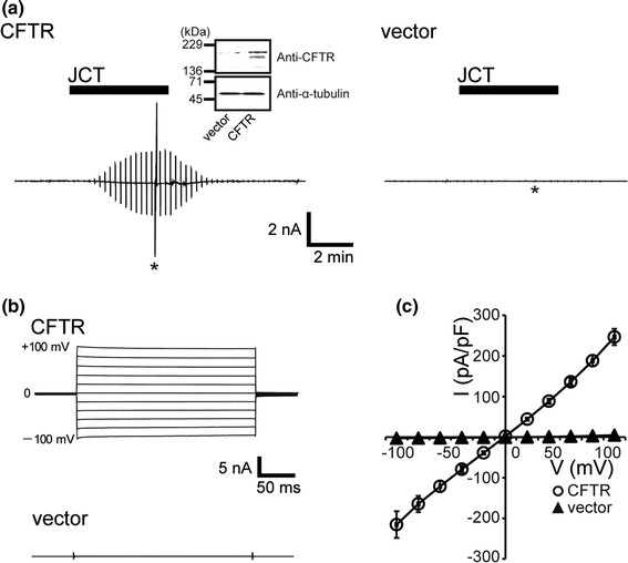 Cystic Fibrosis Transmembrane Conductance Regulators (CFTR) - Creative ...