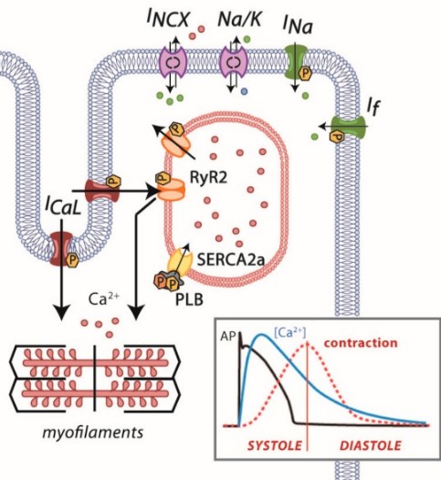 Other Ion Channels - Creative Bioarray