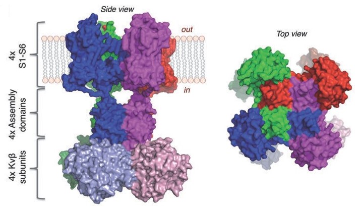 Potassium Channels - Creative Bioarray