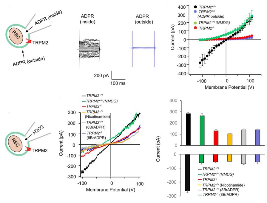TRP Channels - Creative Bioarray