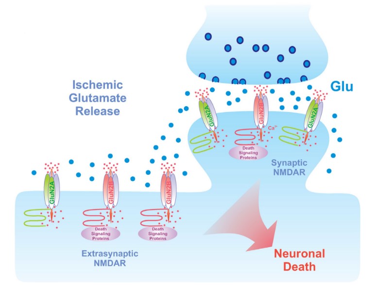 Ionotropic Glutamate-gated Receptors - Creative Bioarray