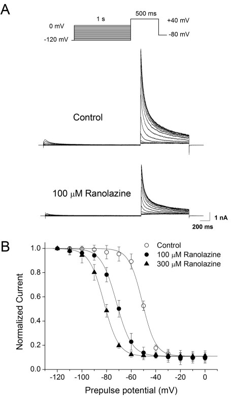 Kv4.3 - Creative Bioarray