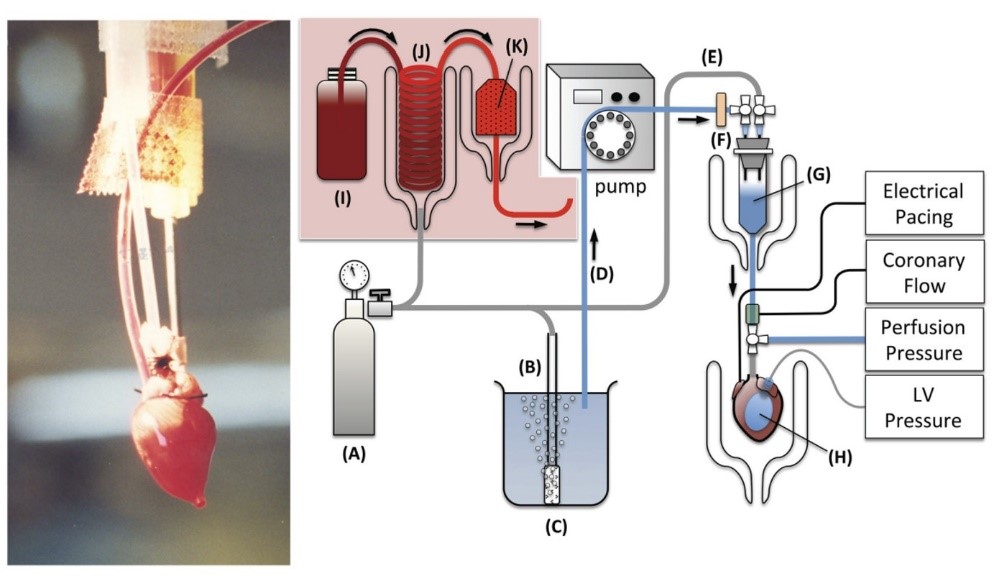 QT Service Using Langendorff Perfused Heart - Creative Bioarray