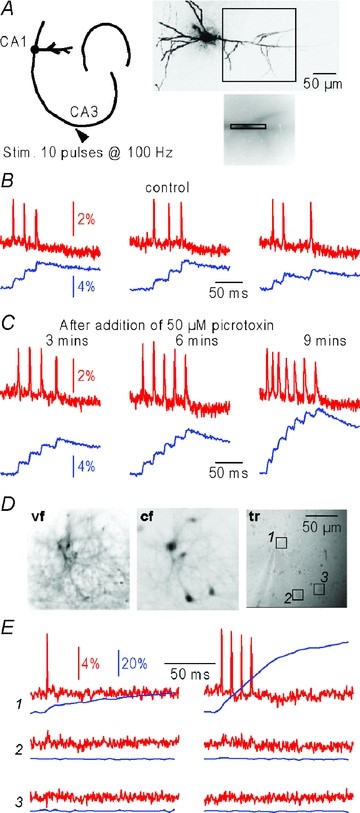 Basic Neuronal Activity - Creative Bioarray