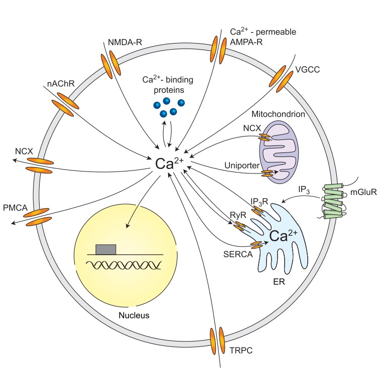 Calcium Signaling Test - Creative Bioarray