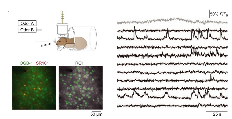 Calcium Signaling Test - Creative Bioarray