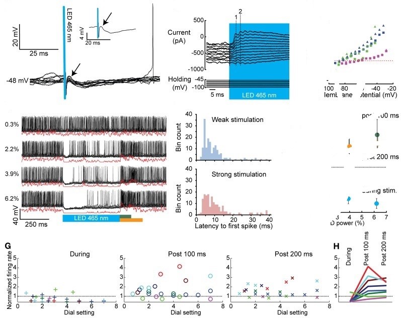 In vivo Recordings/Whole-cell Patch-clamp Recordings - Creative Bioarray