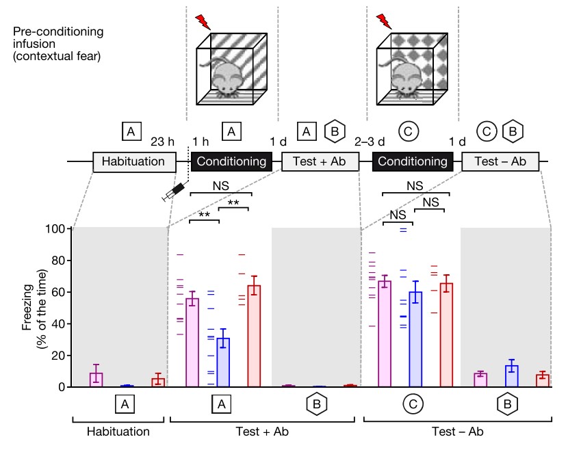 Animal Behavioral Tests - Creative Bioarray
