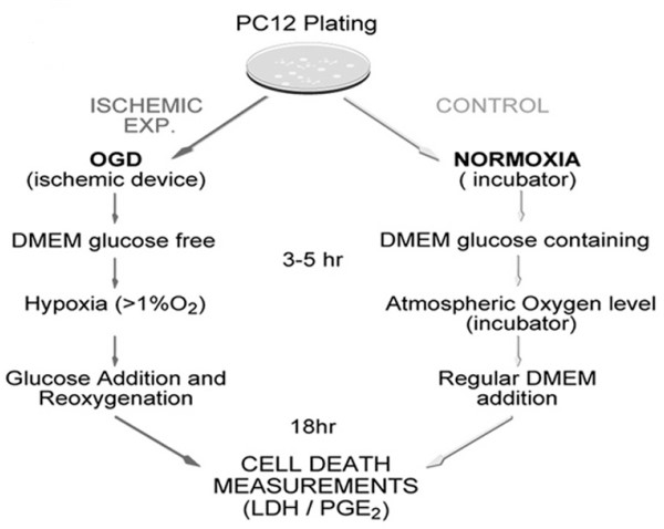 Oxygen Glucose Deprivation Model - Creative Bioarray