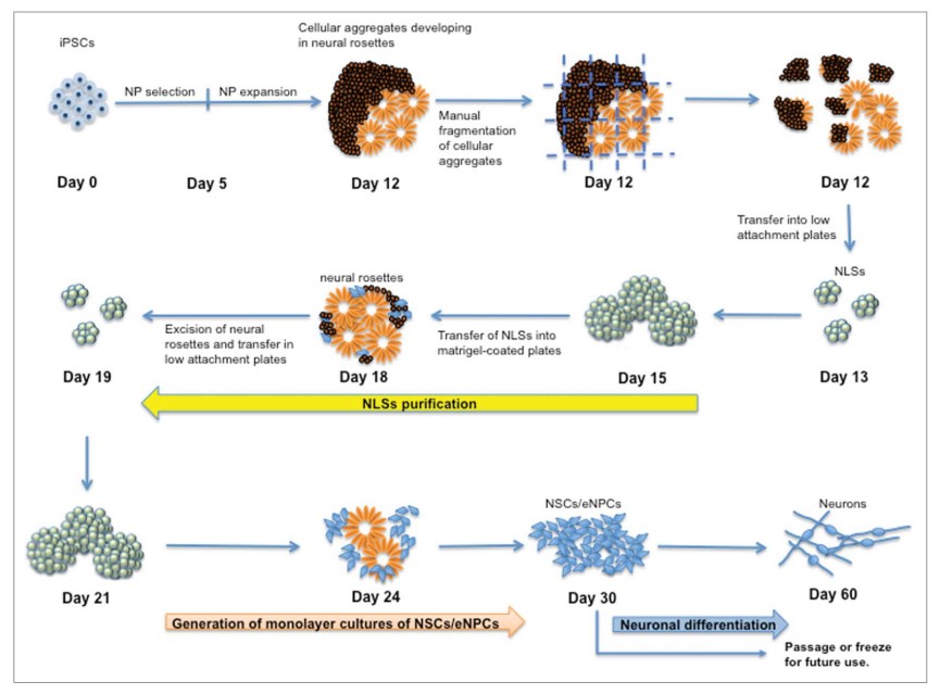 Isolation and culture of neural stem/progenitor cells - Creative Bioarray