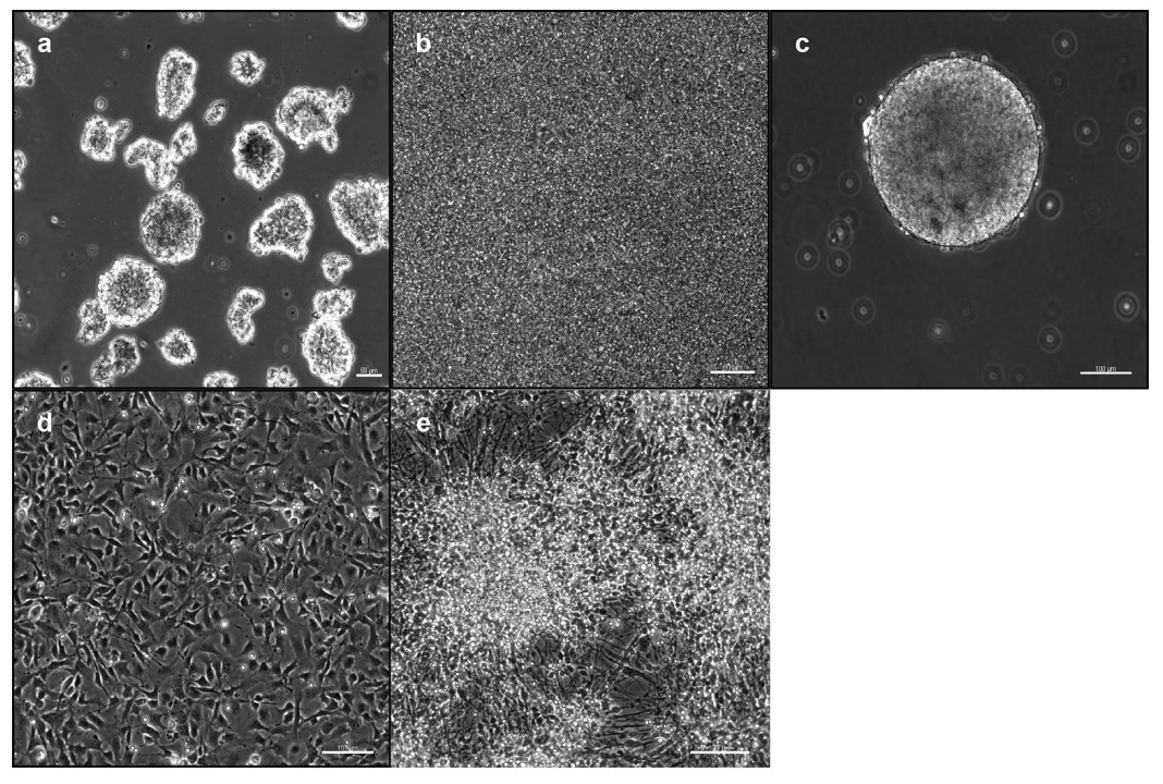 Isolation and culture of neural stem/progenitor cells - Creative Bioarray