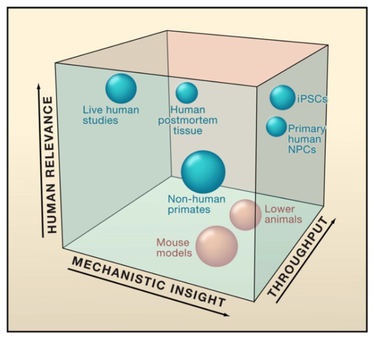 iPSC-derived Neurons - Creative Bioarray