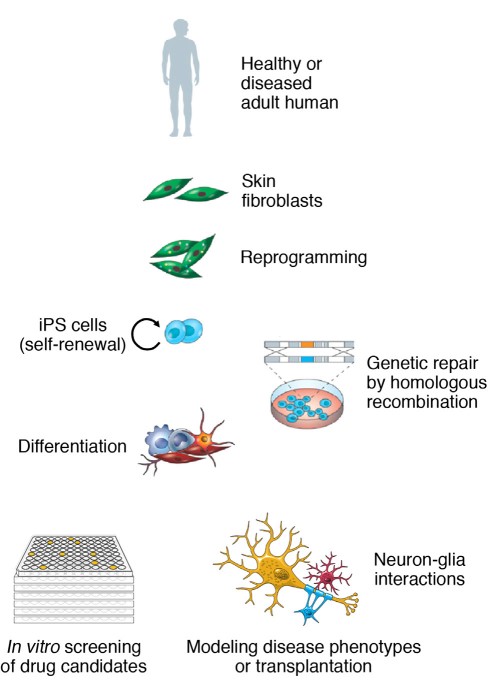 iPSC-derived Neurons - Creative Bioarray