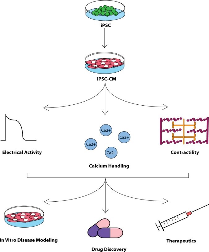 iPSC-derived Cardiomyocytes - Creative Bioarray