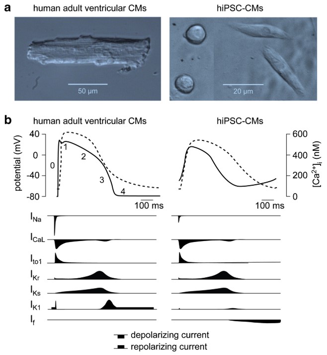 iPSC-derived Cardiomyocytes - Creative Bioarray