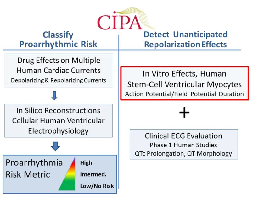 iPSC-derived Cardiomyocytes - Creative Bioarray