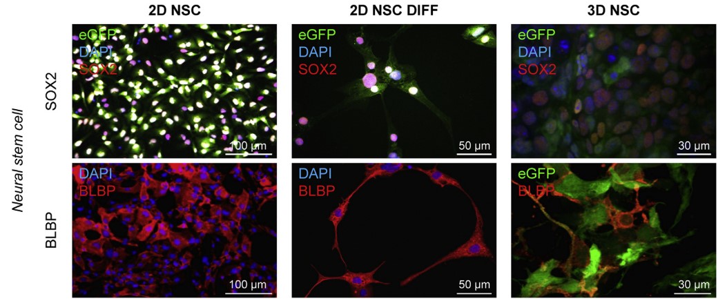3D Culture of Neural Stem Cells - Creative Bioarray