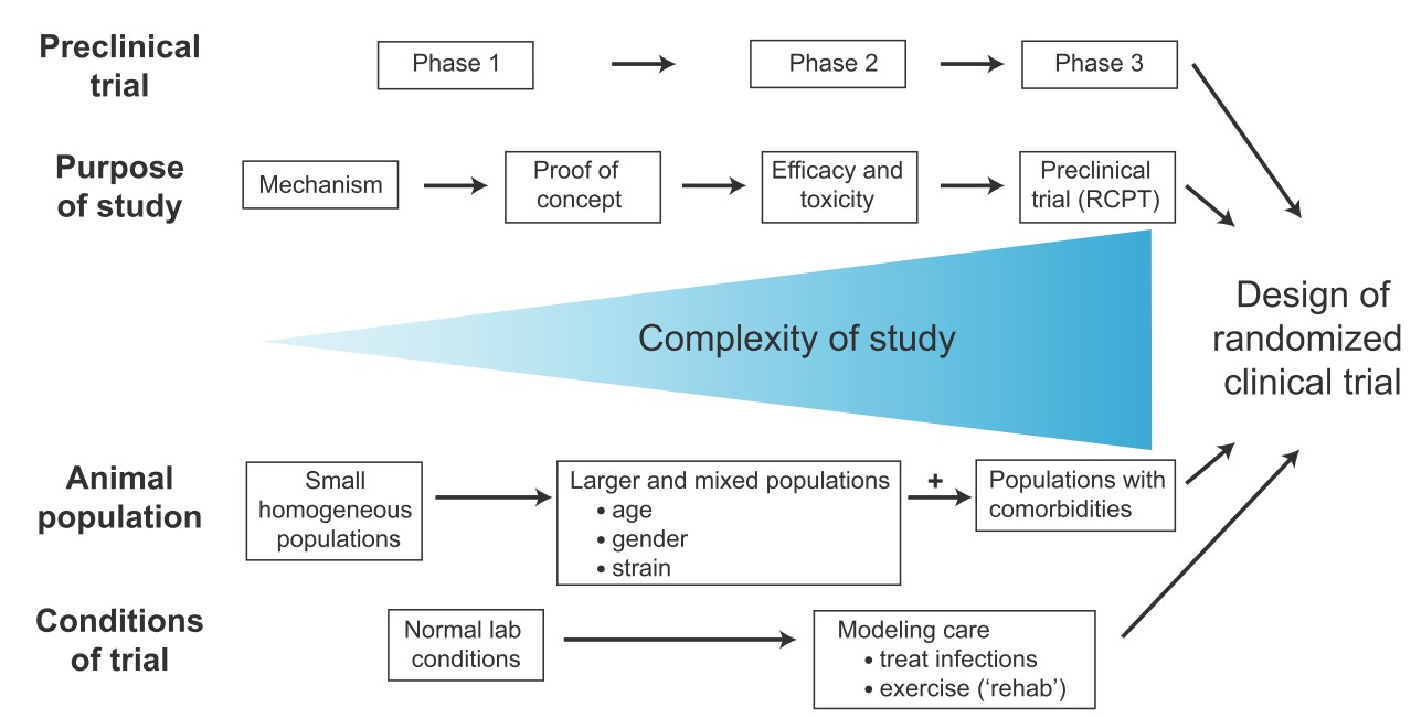 Stroke Model - Creative Bioarray