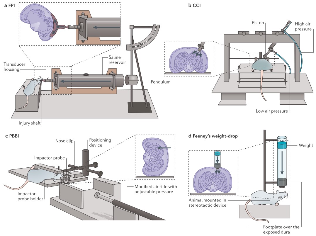 Cerebral-Spinal Injury Model - Creative Bioarray