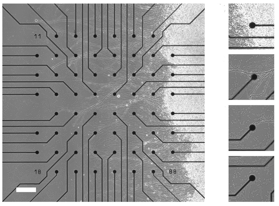 Multi-Electrode Array (MEA) - Creative Bioarray
