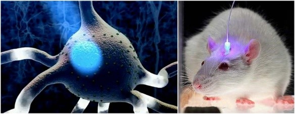 Optogenetics - Creative Bioarray
