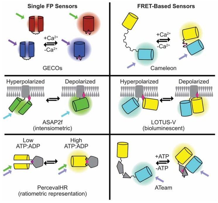 Optogenetics - Creative Bioarray