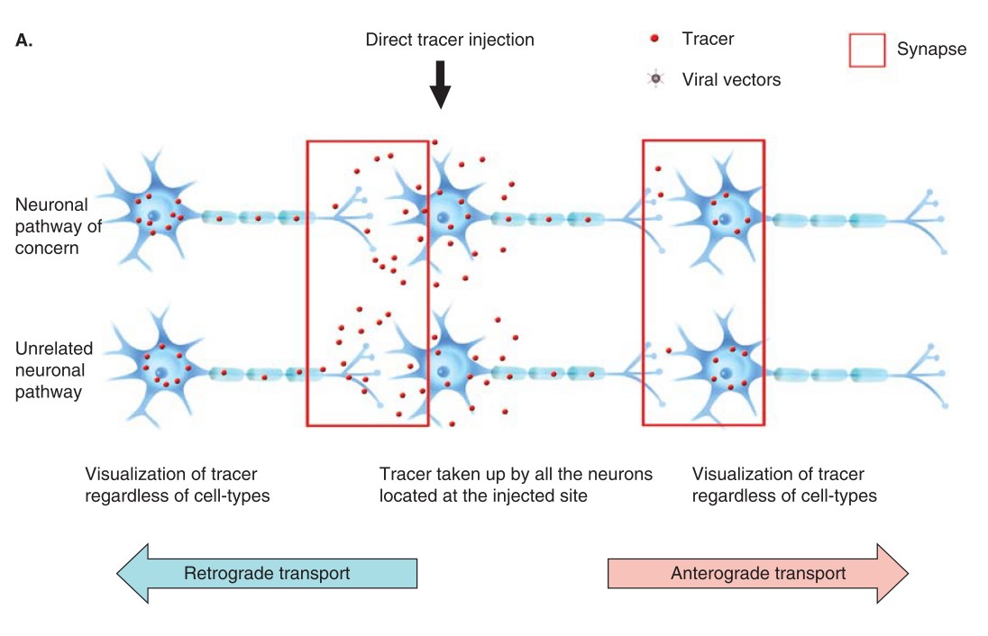 Neuronal Tract Tracing - Creative Bioarray
