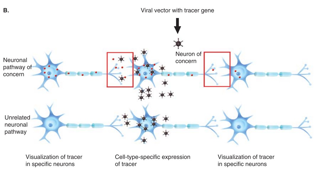 Neuronal Tract Tracing - Creative Bioarray