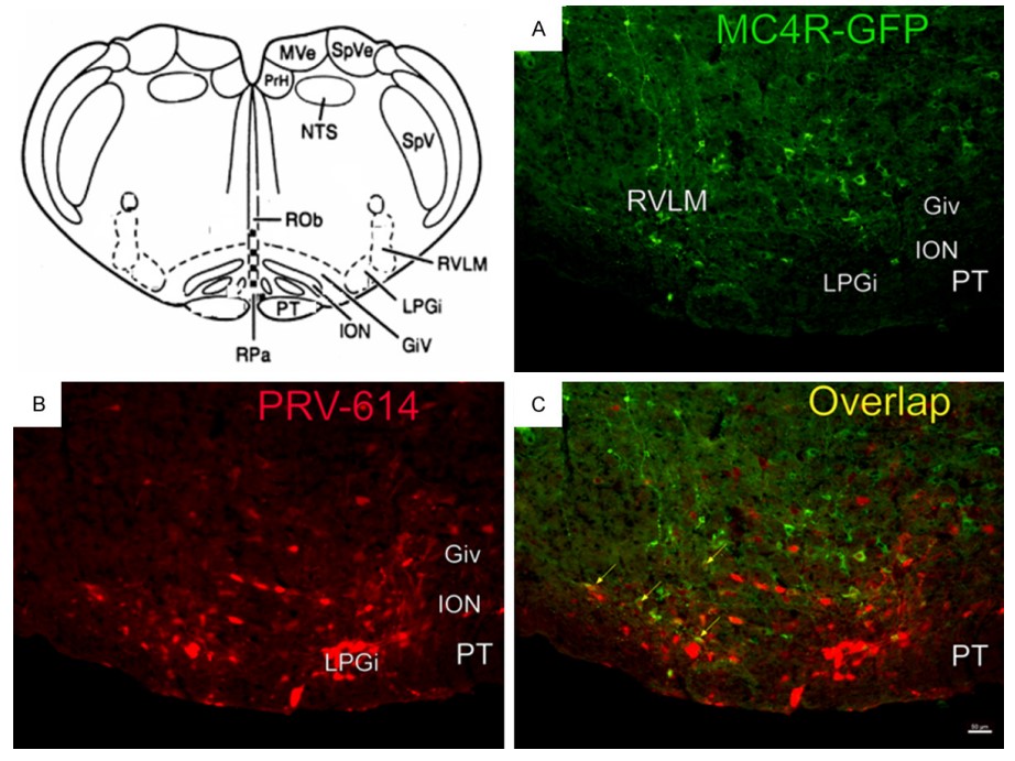 Neuronal Tract Tracing - Creative Bioarray